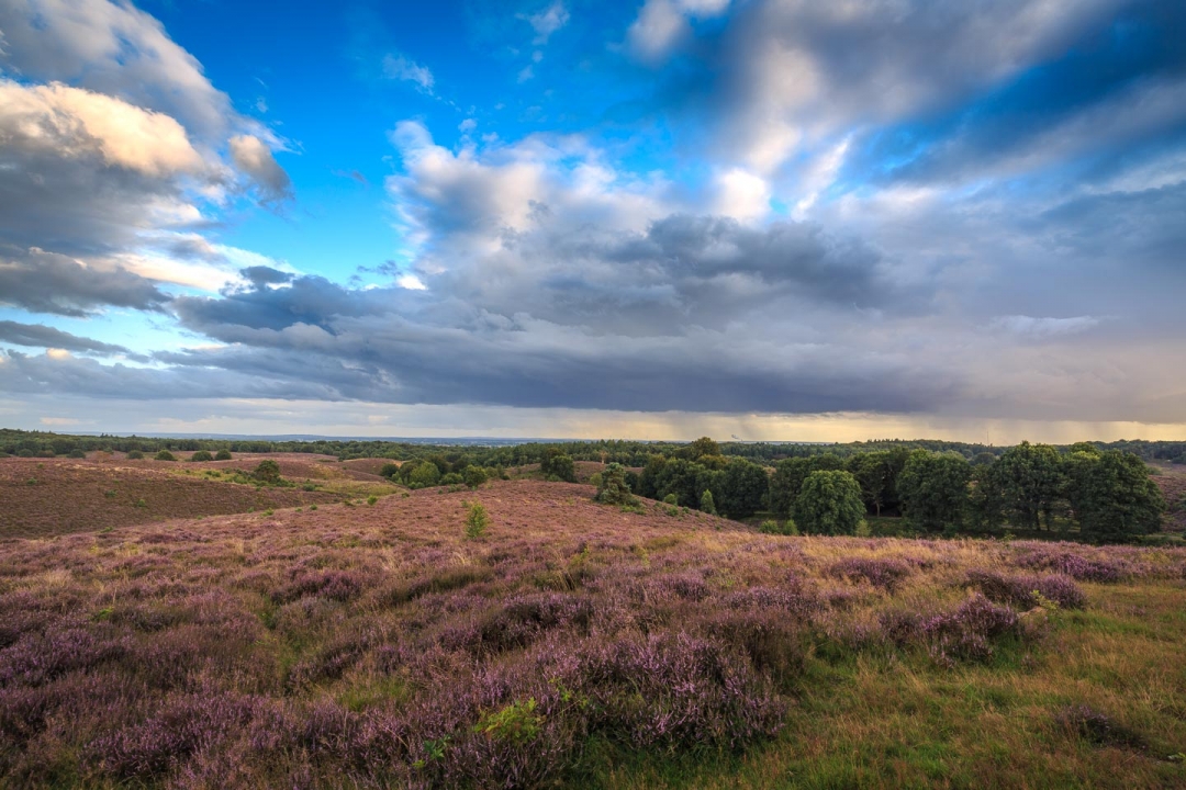 Heide landschap fotograferen, hoe doe je dat? – nldazuu fotografeert ...
