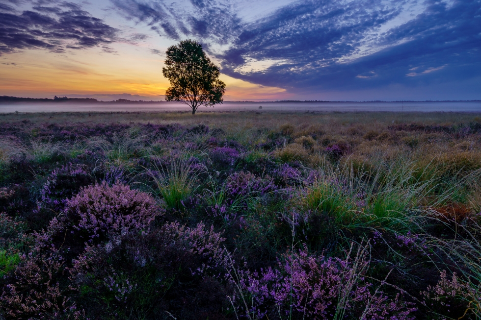 Heide landschap fotograferen, hoe doe je dat? – nldazuu fotografeert ...